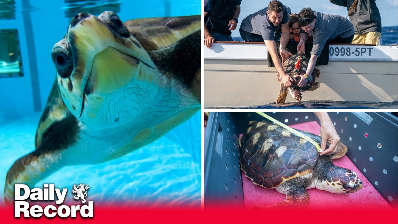 Turtle found on SCOTTISH BEACH released back into the wild being ...