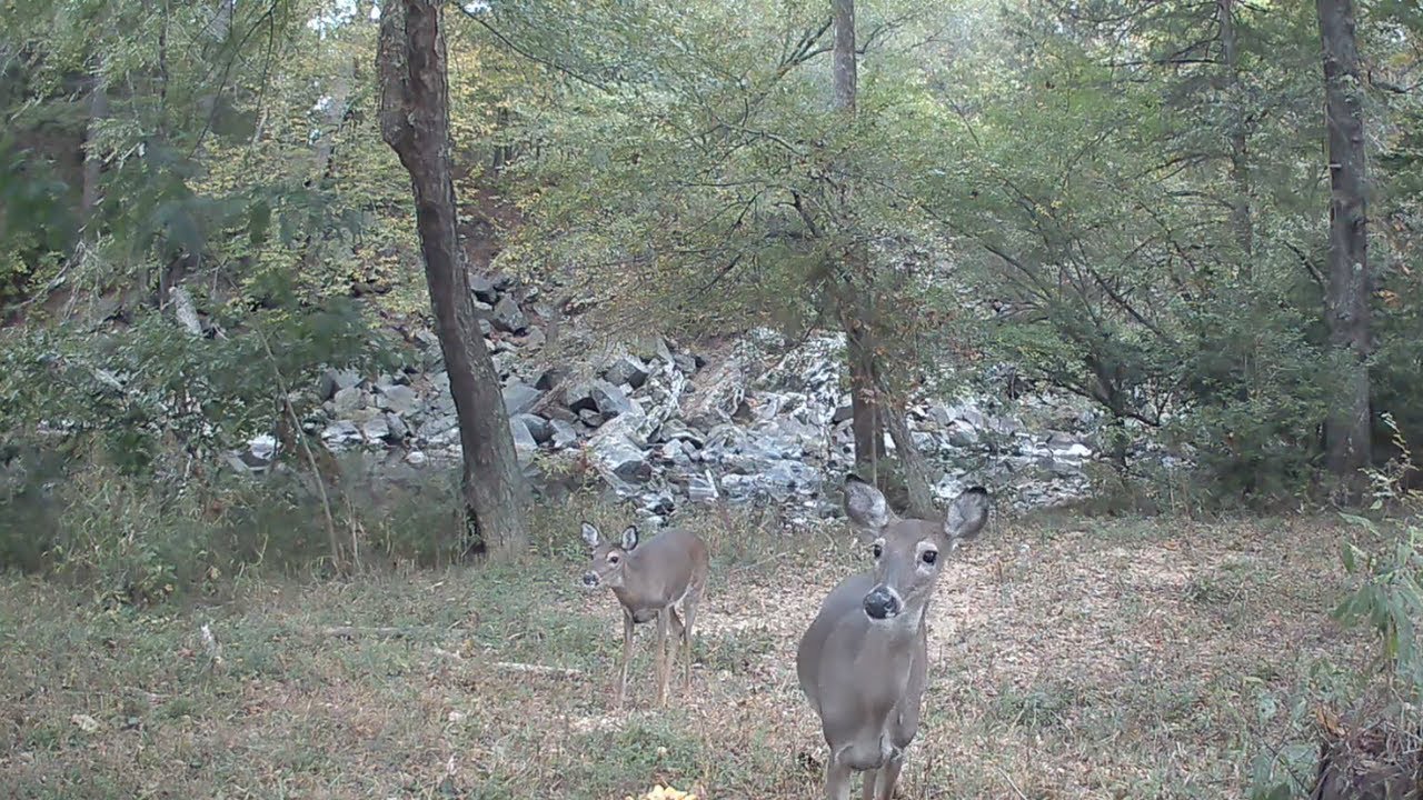 Deer Family at the Creek Bottom | Trail Cam Wildlife with Train Whistle ...
