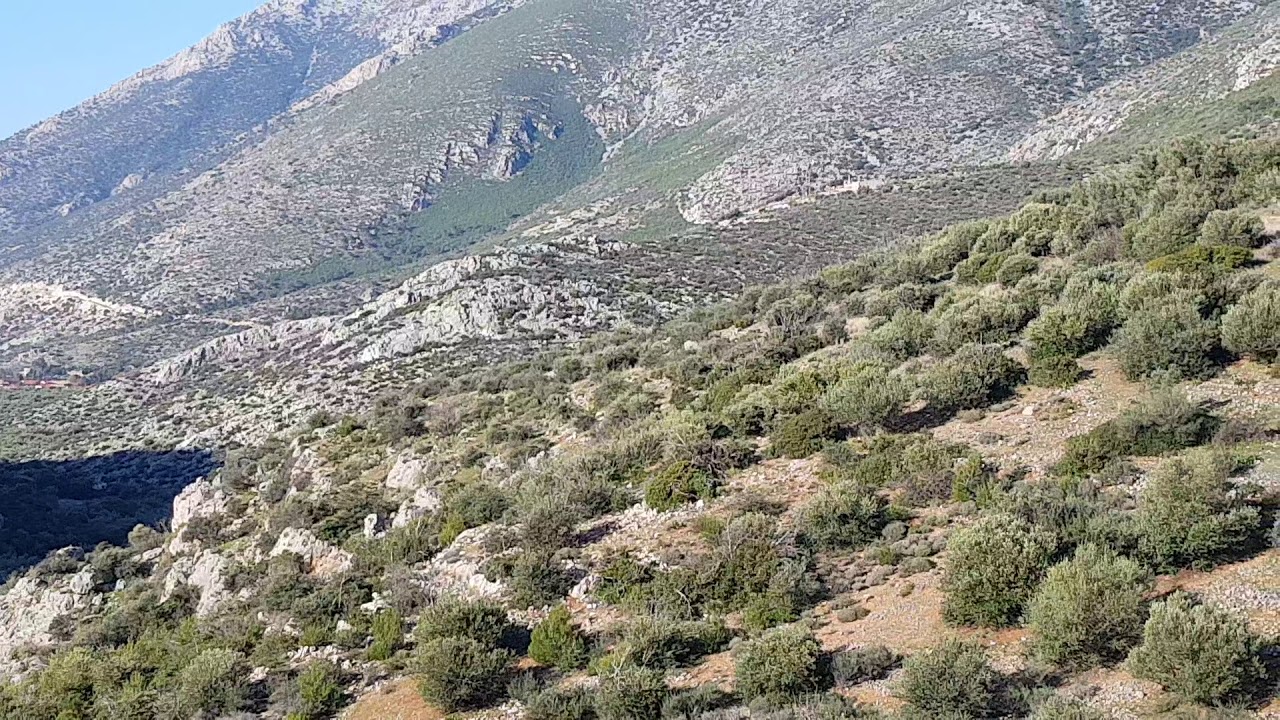 Κυνηγι λαγου 2020 Καλό μήνα. - YouTube