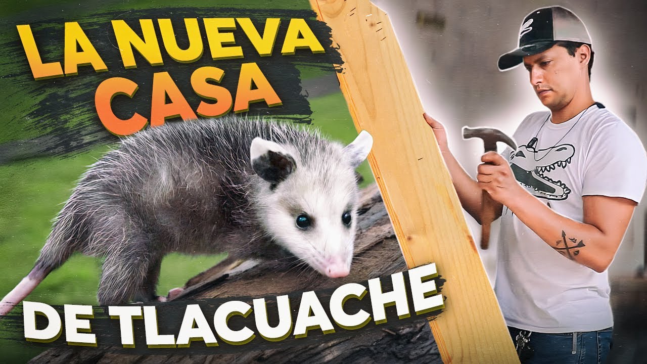 Esta Será La Nueva Casa De Mi Tlacuache!!! - YouTube