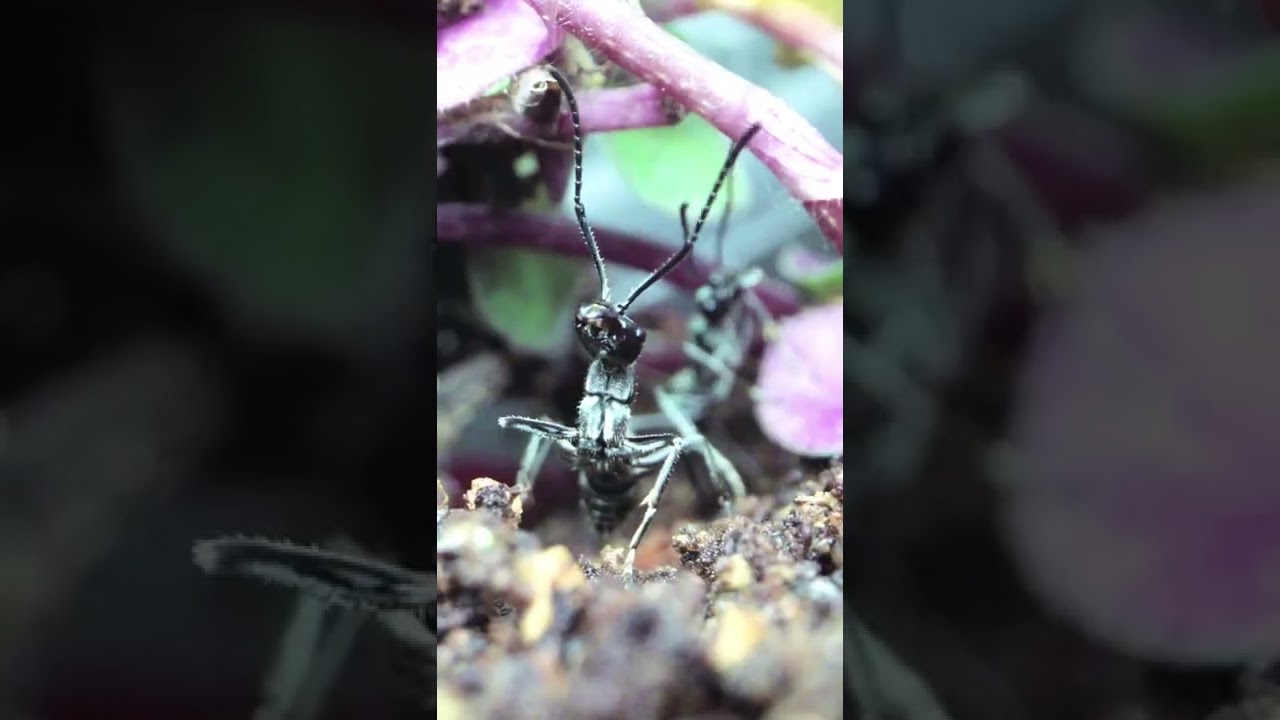 Check out my Asian Bullet Ant Colony! (Part 2) - YouTube