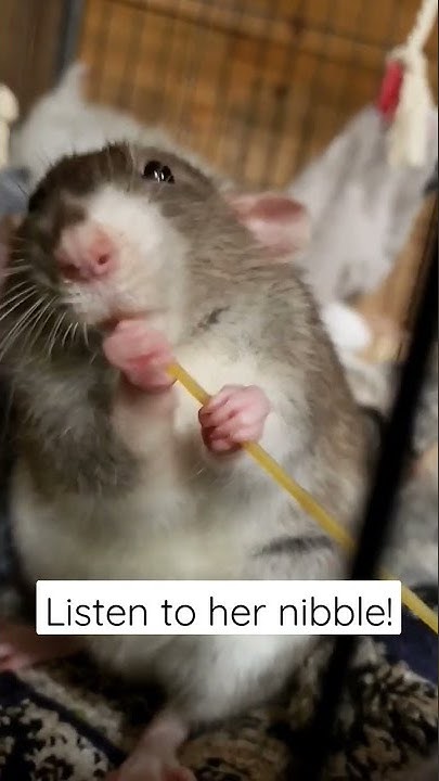 Pet rat Bean nibbles spaghetti noodle #shorts #rats - YouTube