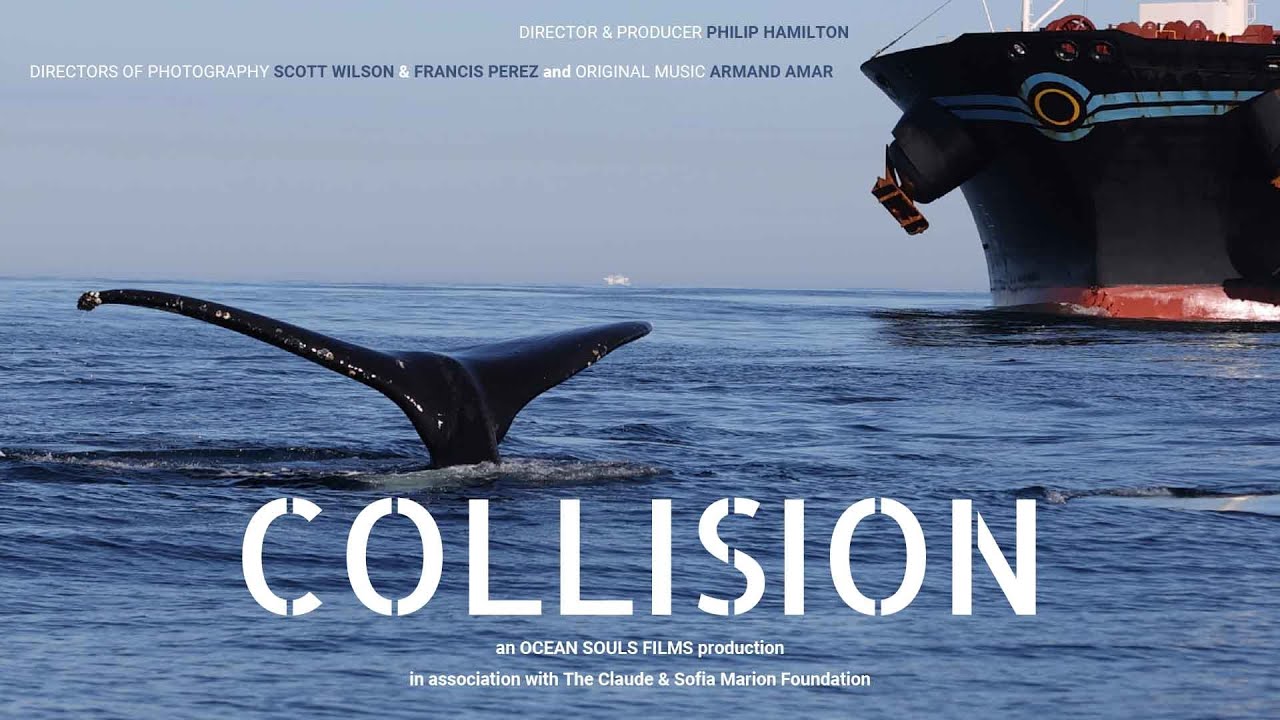 Collision | Trailer | Available Now - YouTube