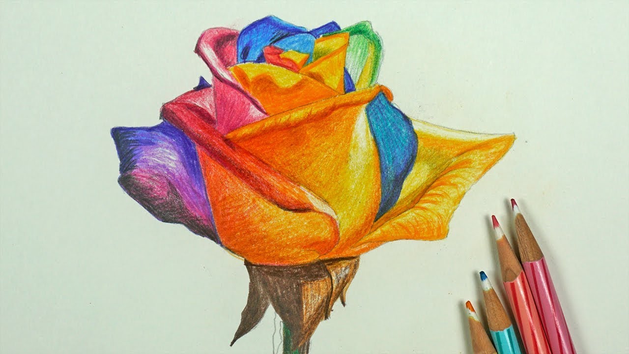 How to Draw Colorful Rose - YouTube
