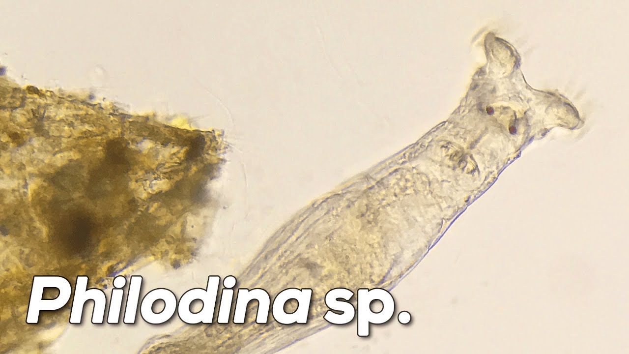 Rotifer (wheel animalcule) - Philodina sp. - YouTube