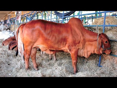 Importancia de la Raza GYR y F1 para la Lecheria - TvAgro por Juan ...