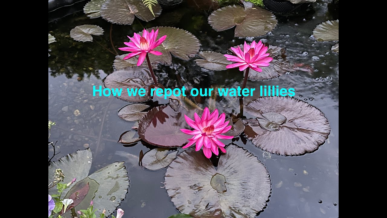 Water Lilly repotting HD 1080p - YouTube