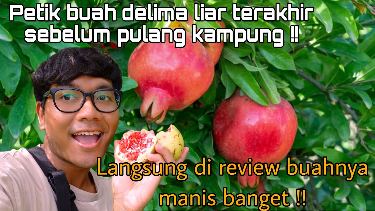 PETIK BUAH DELIMA TERAKHIR SEBELUM PULANG KAMPUNG!! DAN SEBELUM HABIS ...