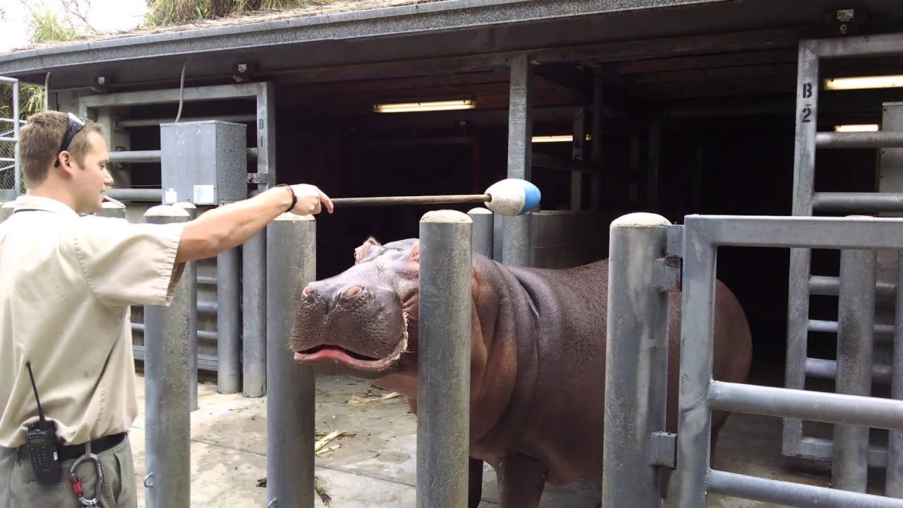 Hippo training during the Busch Gardens Tampa Heart of Africa Tour ...