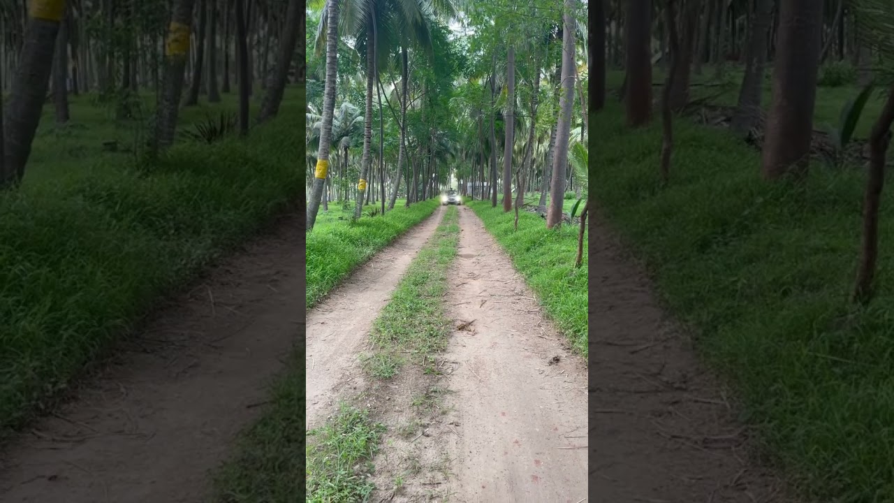 Pollachi Farm right😜👍👍 - YouTube