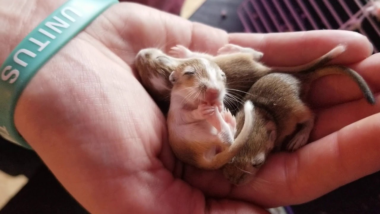 Baby gerbil sucks his foot - YouTube