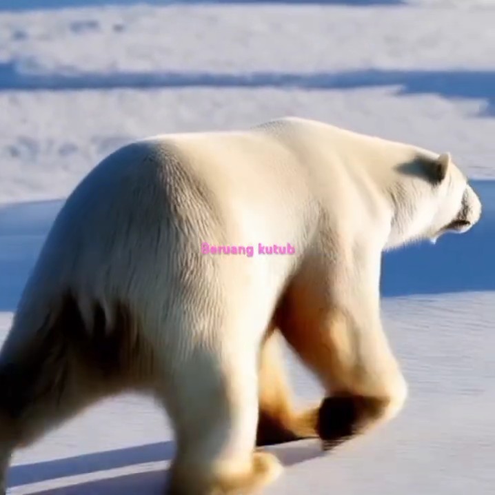 Beruang kutub #short #beruangkutub #animasi #aiart #ice - YouTube