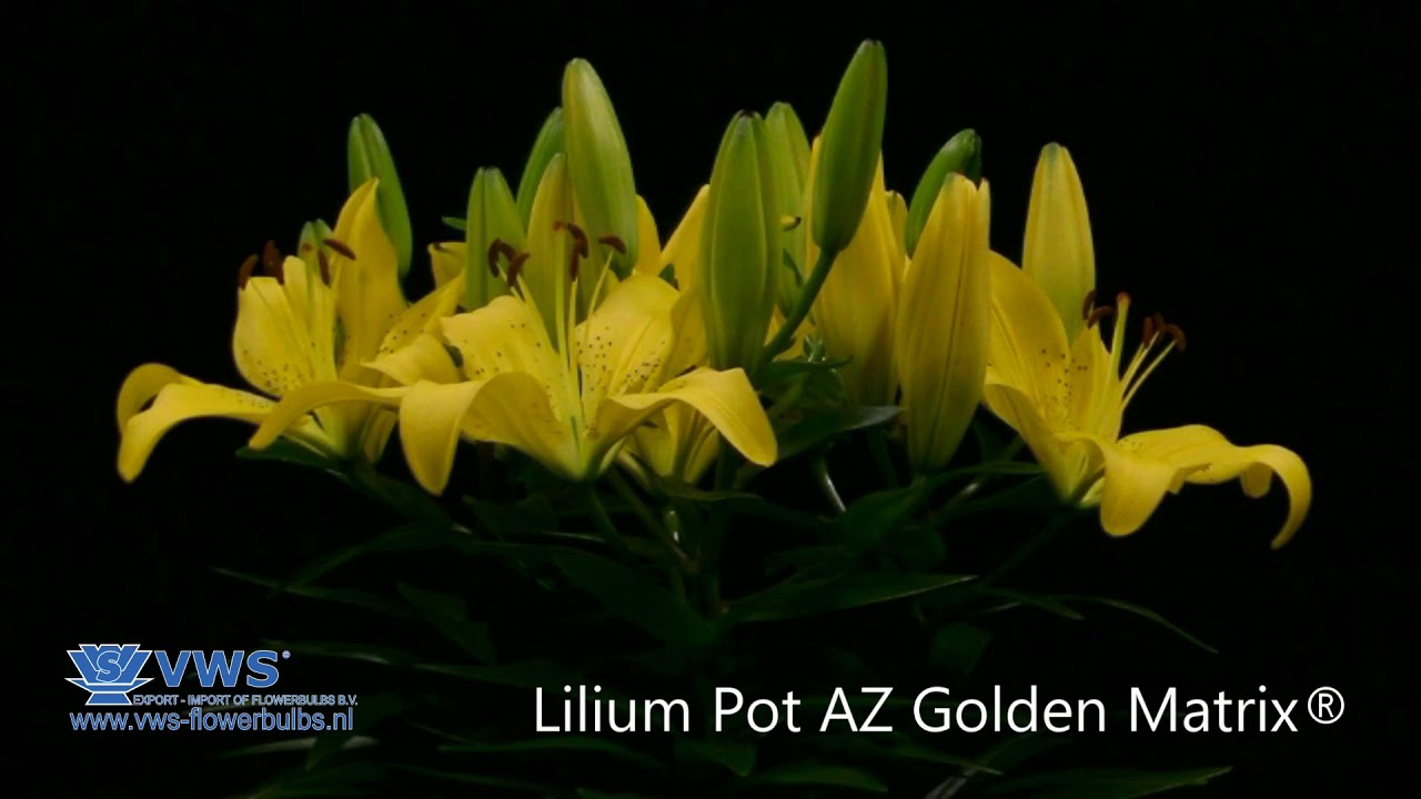 Pot lilium Golden Matrix ® - YouTube