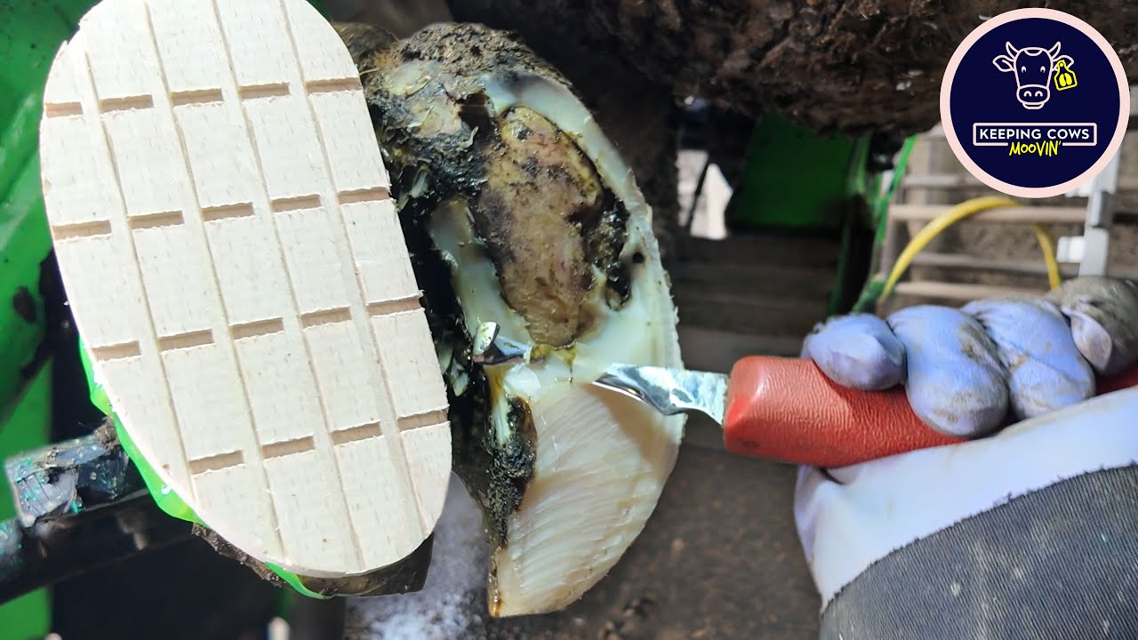 This INFECTED HOOF needs PRECISE TRIMMING to heal properly! - YouTube