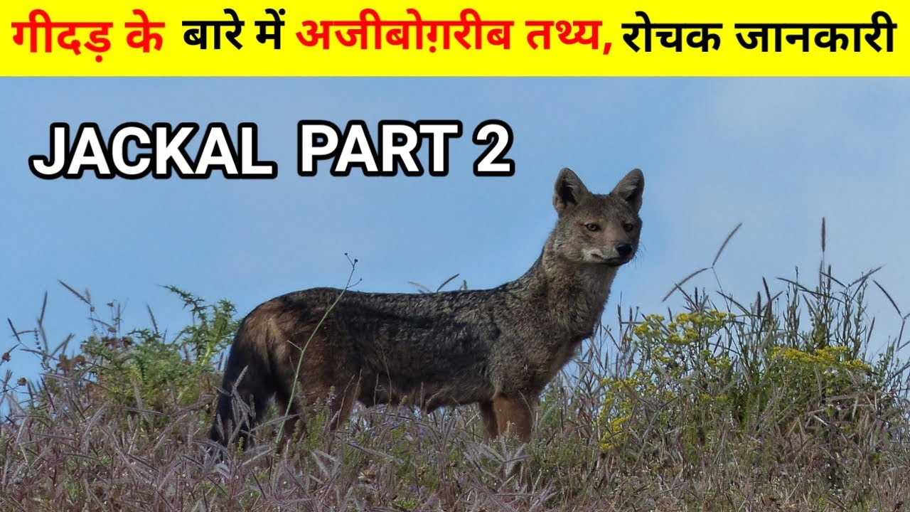 गीदड़ के बारे में रोचक जानकारी jackal in Hindi | Facts related to the ...