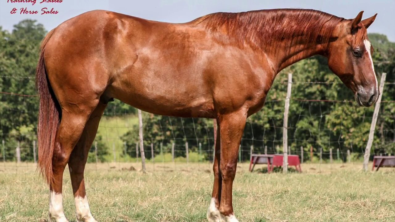TR Dual Rey Gelding - YouTube
