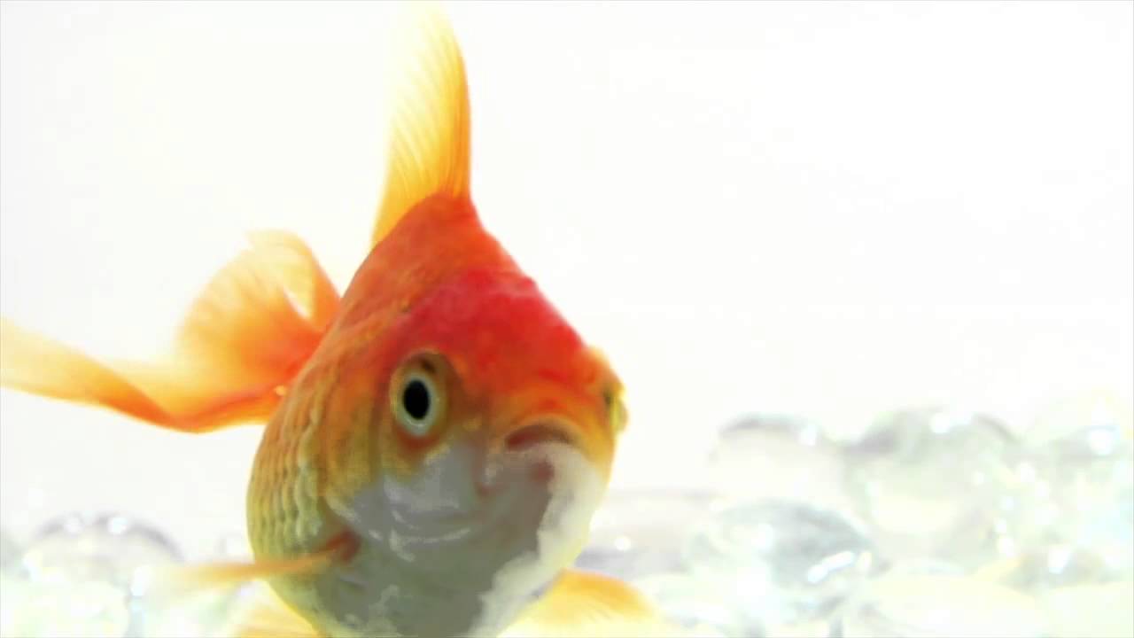 Gary The Goldfish Rules Video - YouTube