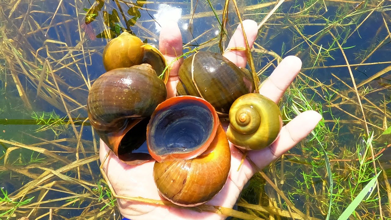 Pick natural apple snail in the rice fields ! Big apple snails video ...
