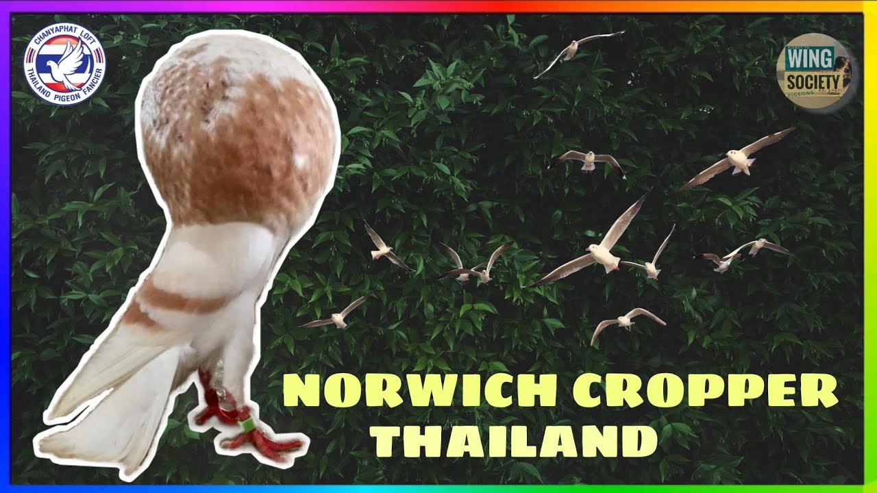 NORWICH CROPPER - BLUE/BLACK/YELLOW by Chanyaphat Loft 🇹🇭 | 🕊 Pigeons ...