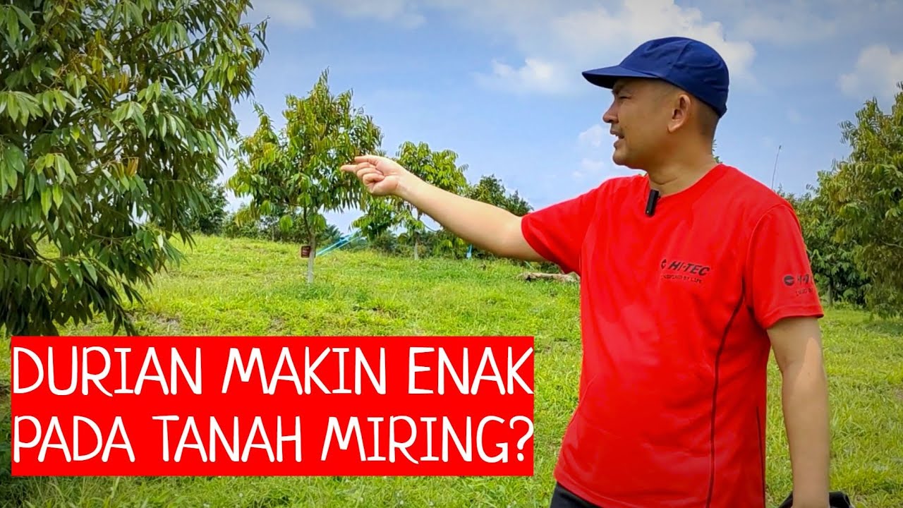 TANAM DURIAN! DURIAN MAKIN ENAK DI TANAH MIRING? - YouTube