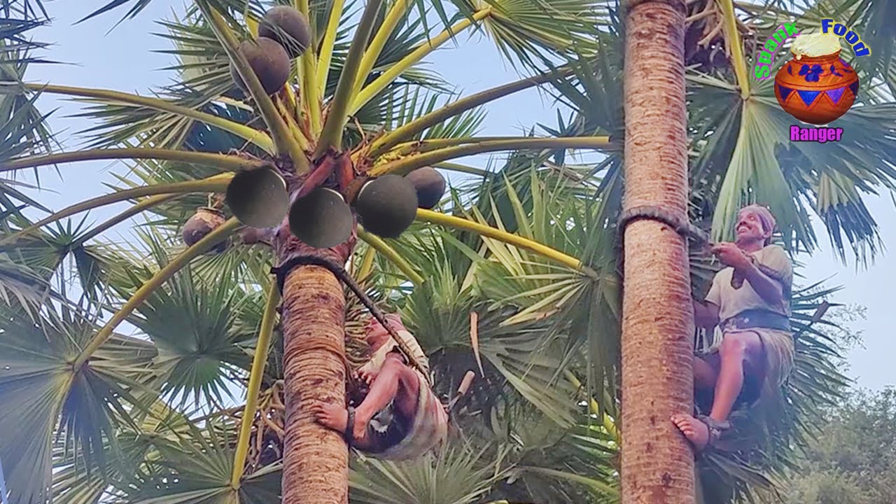 ताड़ का पेड़ | Thati Kallu | Toddy wine SAP | Morning Health drink ...