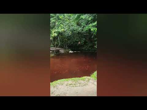 Bigi kreotoe is cola rivier # 59