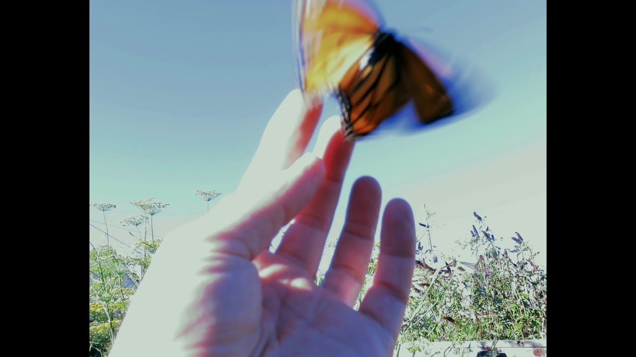 Monarch Butterfly First Flights - YouTube