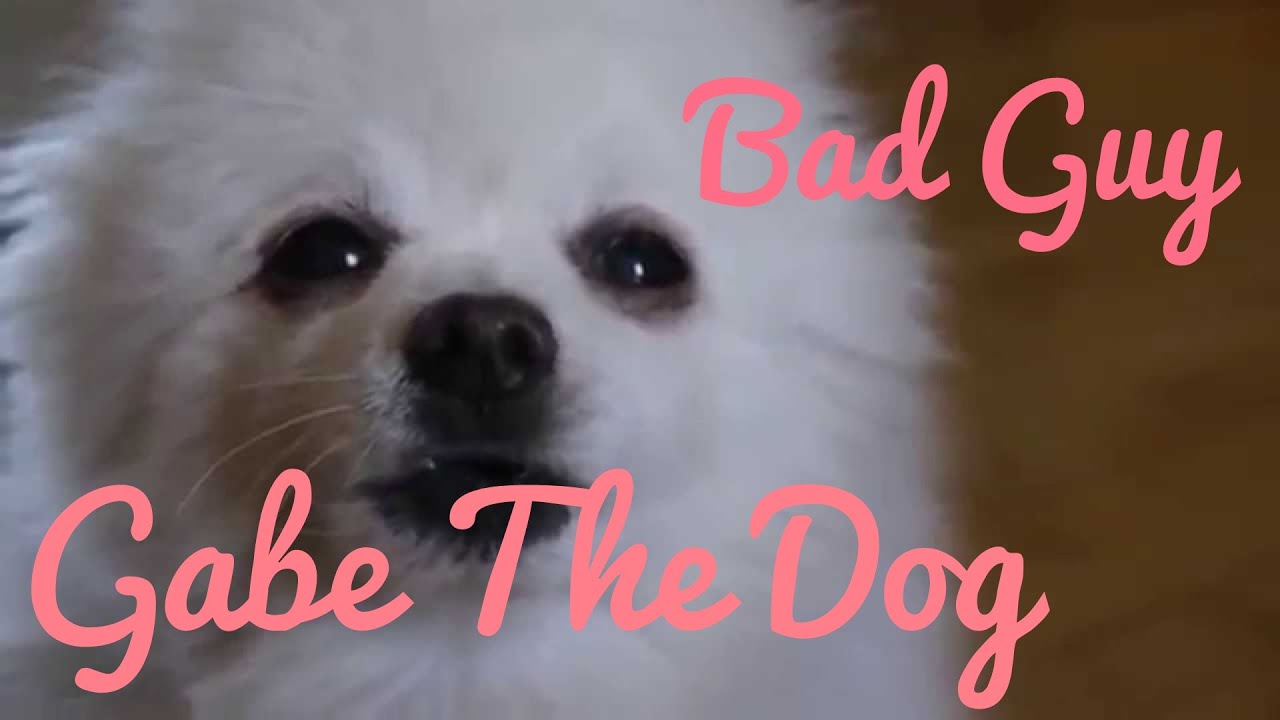 Bad Guy - Gabe The Dog (Explosion) - YouTube
