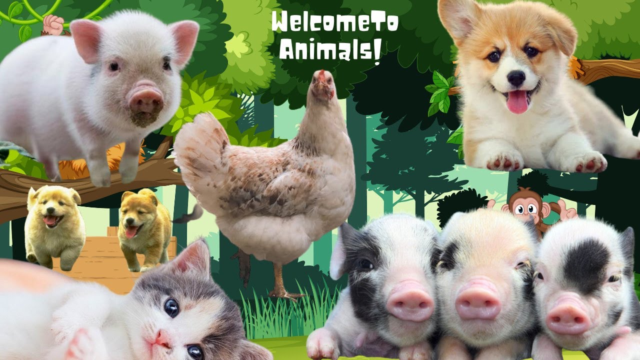 Lovely Animals Around Us: Chicken, Pig, Dog, Cat, Cow, Tiger, Lion ...