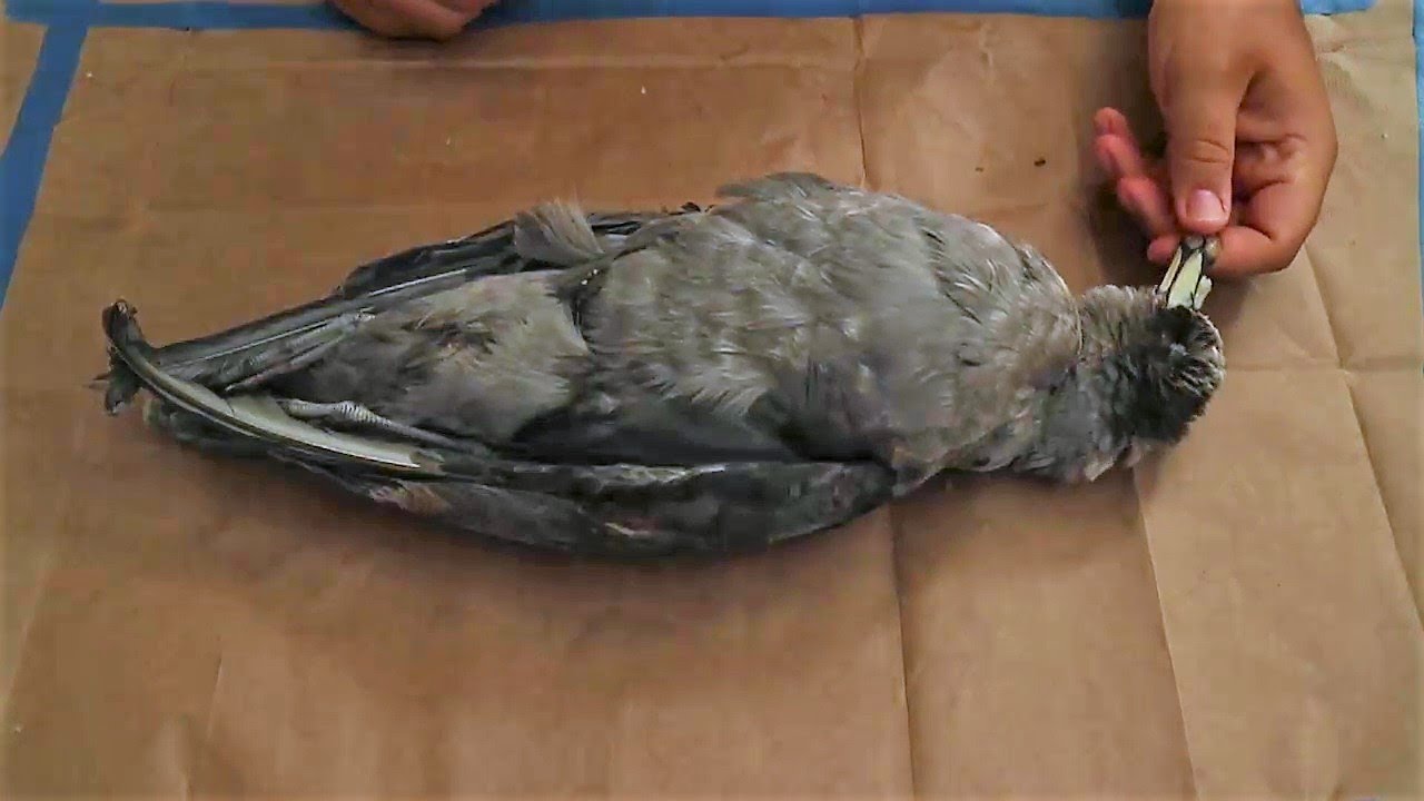 Avian Anatomy & Dissection - YouTube