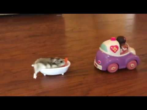 Chloe the Hamster takes a ride - YouTube