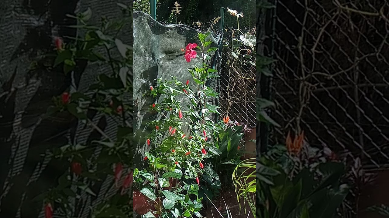 Colibri sur hibiscus - YouTube