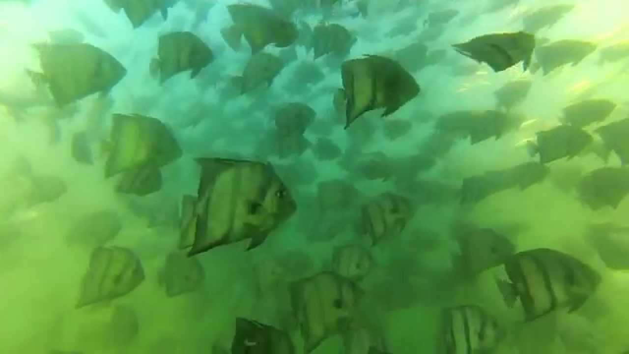 Scuba Diving the Rig with Burt Barnes - YouTube