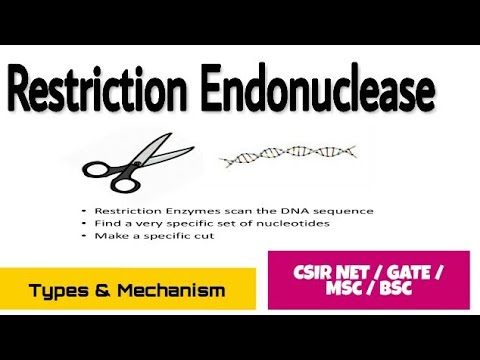 Restriction Enzymes in Hindi |Restriction Endonucleases |Types and ...