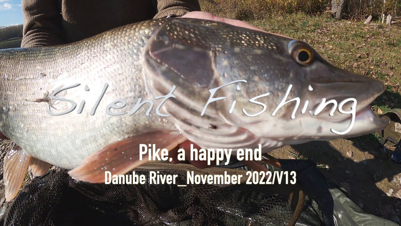 Pike, a happy end at Danube River_November 2022/V13 - YouTube