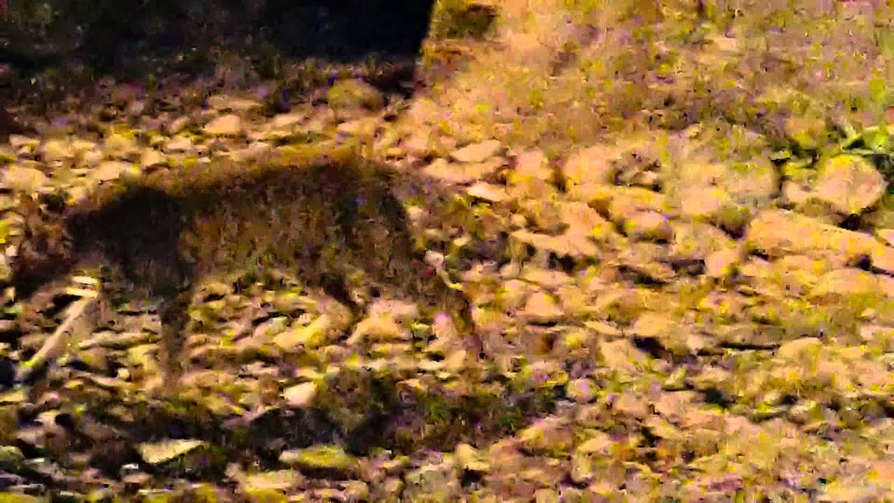 Arabian (Gordon's) Wildcat at Arabia's Wildlife Centre in Sharjah الهر ...