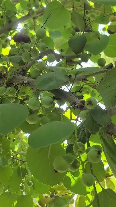 شاهد ثمار من شجرة البمبر أو القاو 🌱😋🤤 تابعنيلتتعلم Youtube