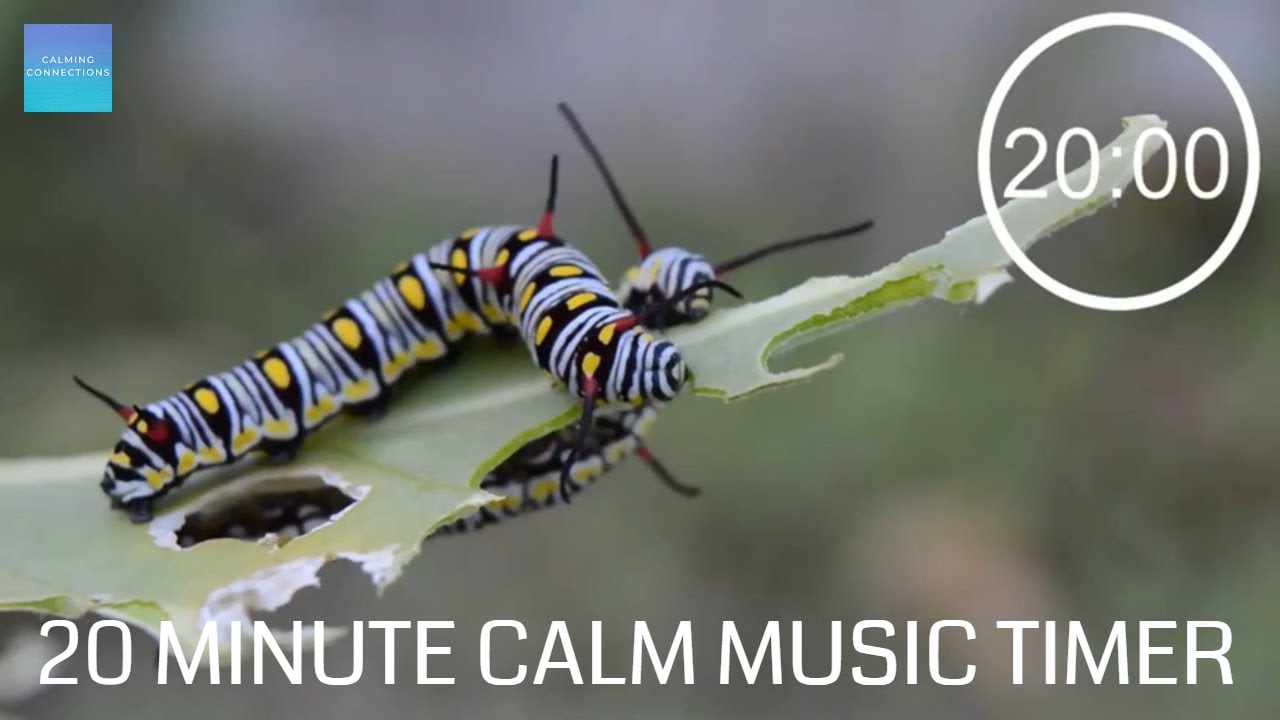 20 Minute Timer With Classical Calm Music - 🐛 Insects 🦋 - 20 minute ...