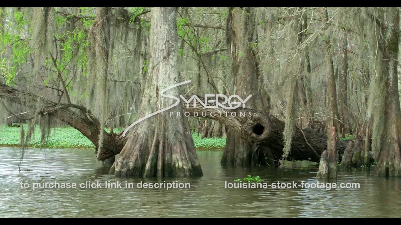 776 base of cypress trees winter time atchafalaya basin video stock ...