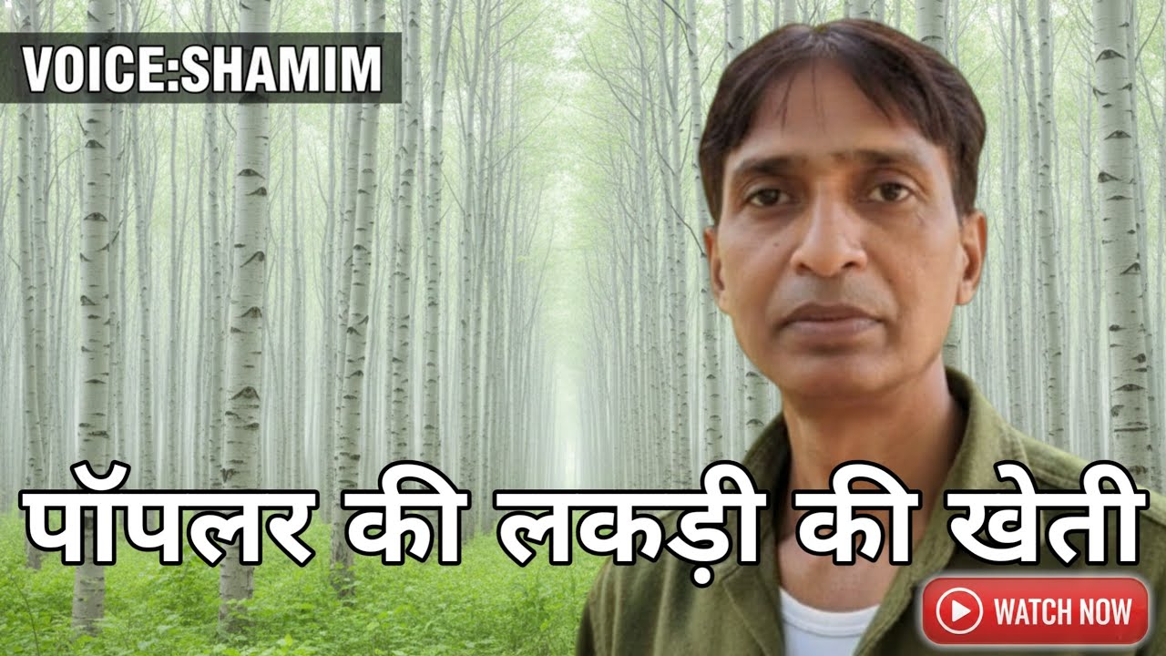 Poplar Ki Lakdi Ki Kheti: 6 Saal Me Lakhon Ki Kamai | Complete Guide ...