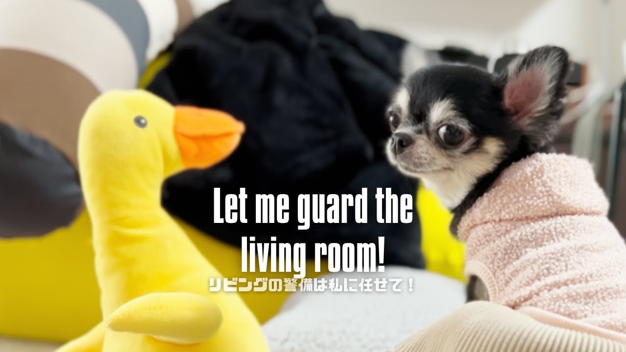 Let me guard the living room! - Nene - YouTube