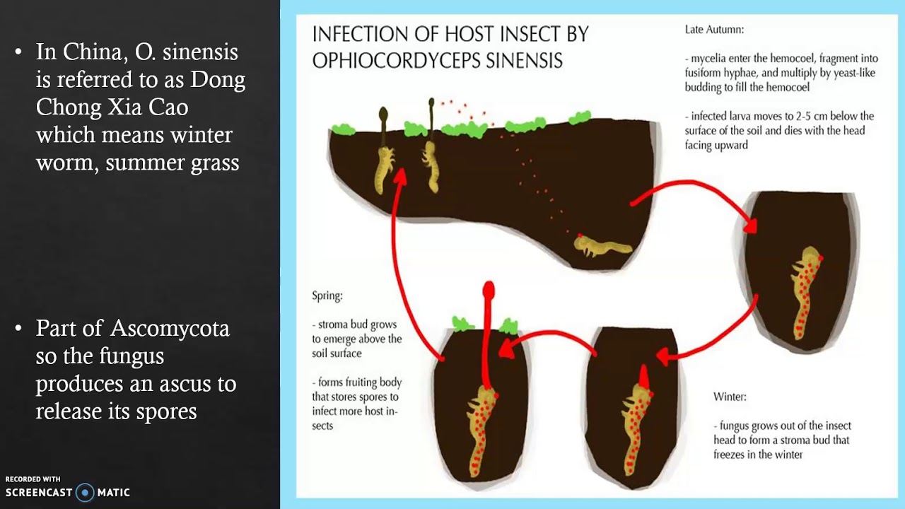 O sinensis - YouTube