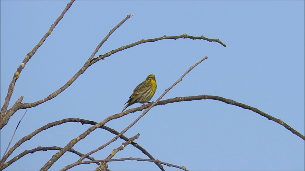 Passereau. Oiseau jaune - YouTube