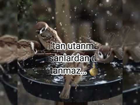 #Whatsapp#Durum#Kısa#Hz#Muhammed#ve#Hz#Ebubekir#r#a#DiniSözler#kısa#video#Etkileyici#sözl#shorts