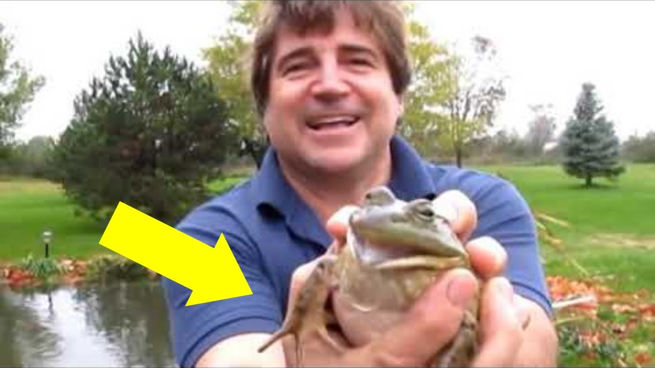 11 Minutes Of Screaming Frogs Compilation 🐸 Frogs Are Funny 2020 🐸 ...