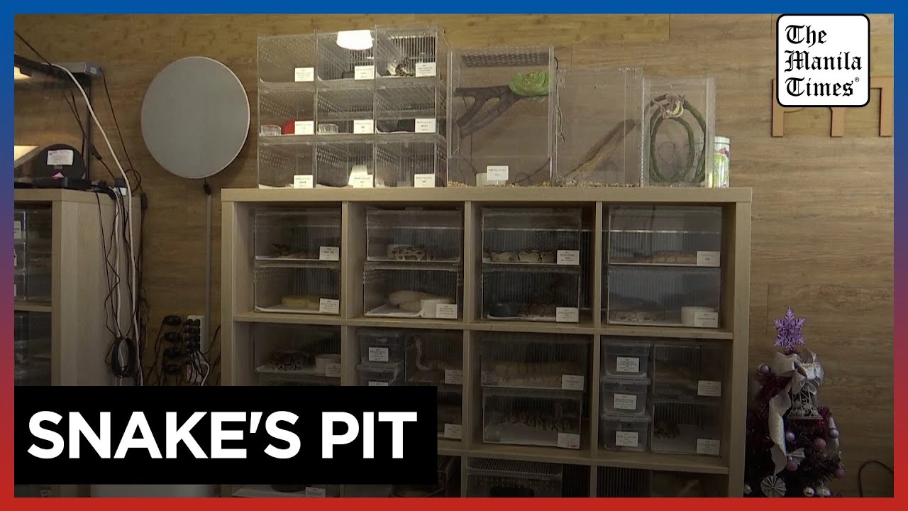 Taipei snake store aims to break down prejudice, ahead of Lunar Year of ...