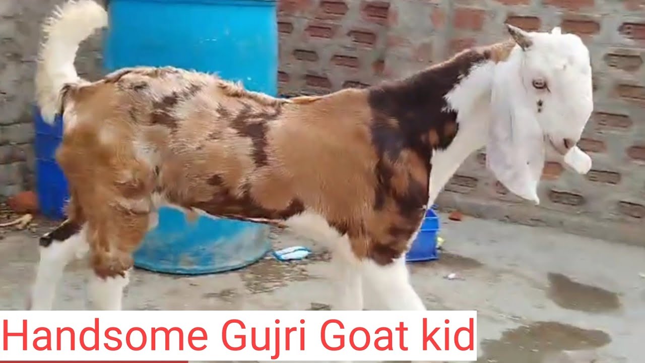 pyara sa Gujri Bakra | Gujri Goat kids Jaipur bakra mandi se Khubsurat ...