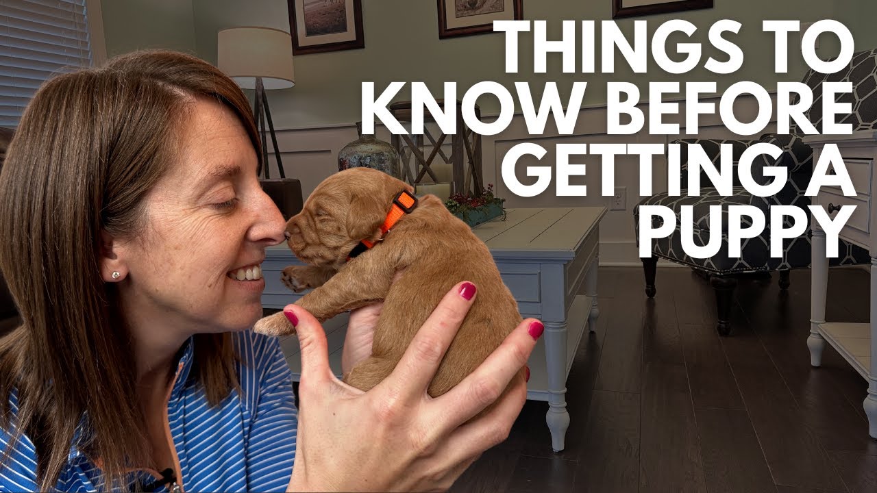 Owning a Dog - Things To Know Before Getting A Puppy - YouTube