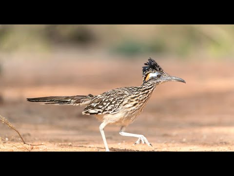 Resident Asks Las Cruces City Council to Save the Roadrunner # ...