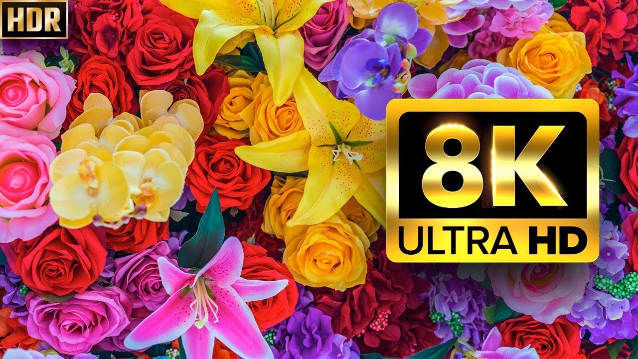 The Most Beautiful Flowers Collection 8K ULTRA HD, No sound - YouTube